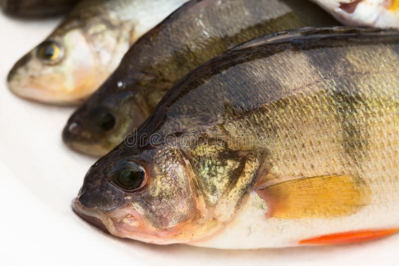 Raw Perch on White Background Stock Image - Image of health, yield ...