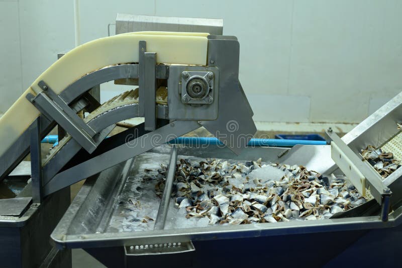 Raw Pieces of Sardine Fish on Conveyor Belt in Seafood Processing ...