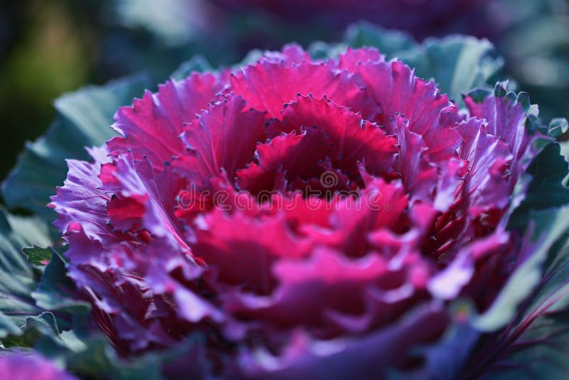 Raw Pigeon red cabbage stock photo. Image of fresh, nutrition - 84642324