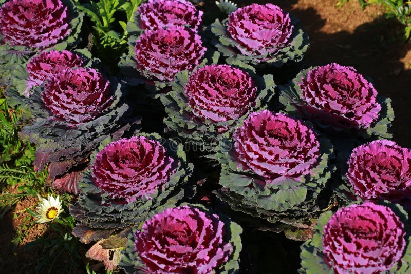Raw Pigeon red cabbage stock photo. Image of freshness - 84652340