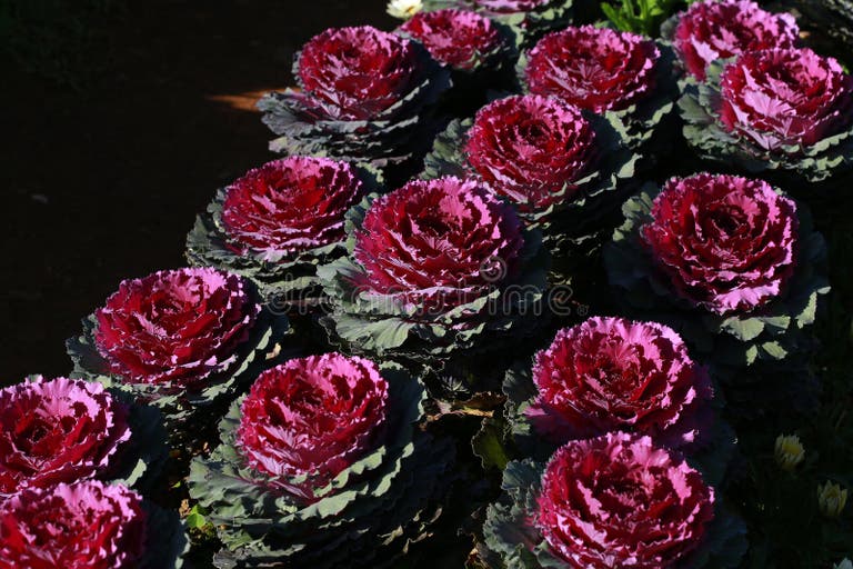 Raw Pigeon red cabbage stock image. Image of head, lettuce - 84652359