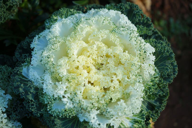Raw Pigeon white cabbage stock image. Image of healthy - 84652293