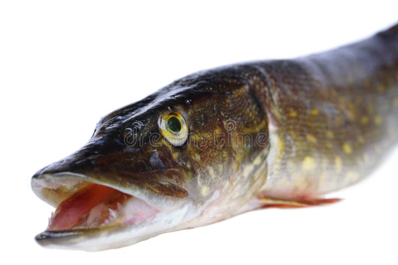 Pike stock image. Image of white, isolated, descriptive - 17044845