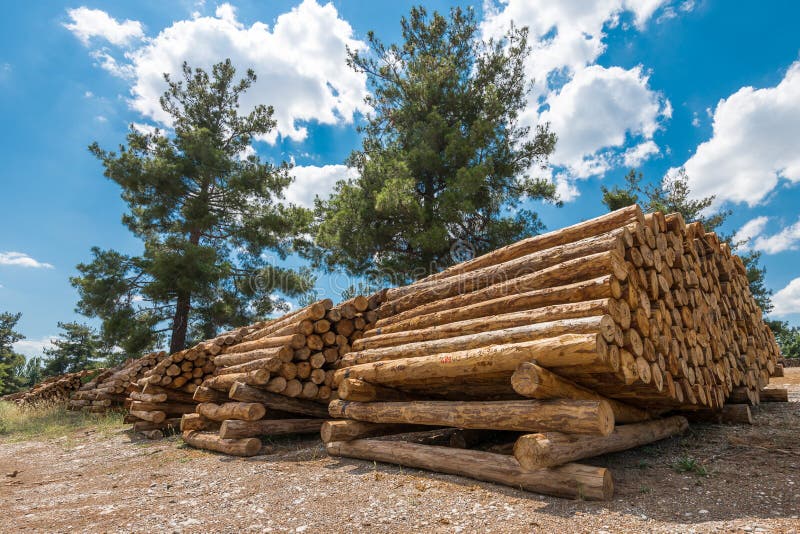 Raw Pine Wood Logs Under Cloudy Sky Stock Image - Image of sawn ...