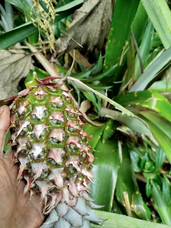Raw Pineapple Fruit in a Lush Plantation Stock Photo - Image of fruit, pineapple: 366380020
