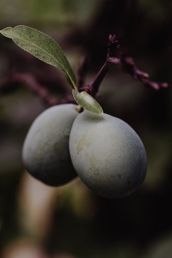 Raw Plums Growing on a Tree Stock Photo - Image of natural, blue: 120925330