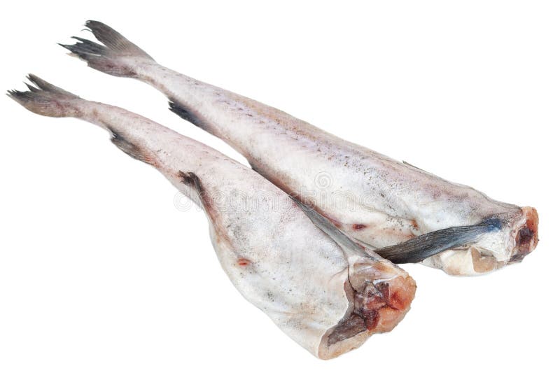 Raw pollack stock photo. Image of fresh, isolated, headless - 27063516