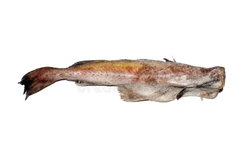 464 Pollock Fish Ocean Stock Photos - Free & Royalty-Free Stock Photos ...