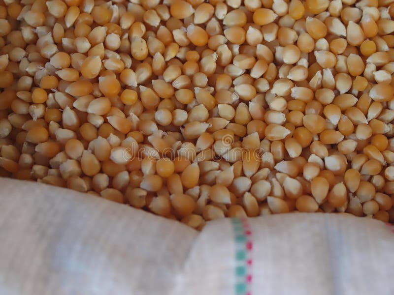 Raw Popcorn Corn at a Food Market Stock Photo - Image of eating, heap ...