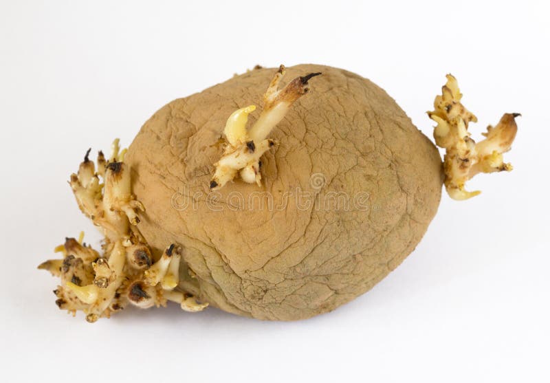 Raw potato stock photo. Image of brown, rundown, ingredient - 25313934