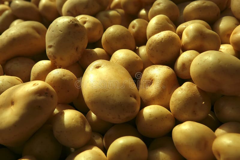 Raw potato heap stock photo. Image of harvesting, produce - 9194258