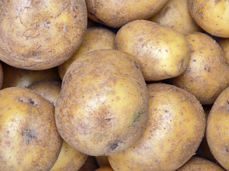 Potato stock image. Image of greenstuffs, aliment, vegetables - 25774061