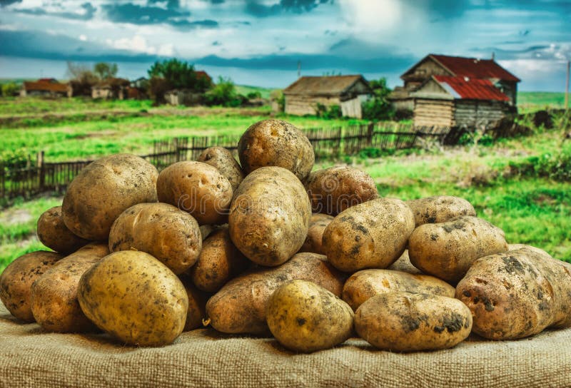 Raw Potatoes Amid the Countryside Stock Image - Image of abundance ...