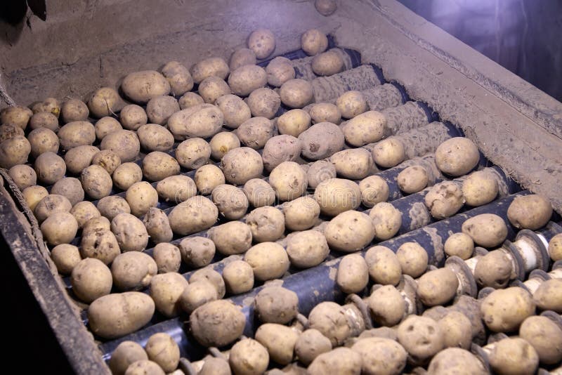 Raw Potatoes Crop is Moved by Powered Motorized Roller Conveyor for ...