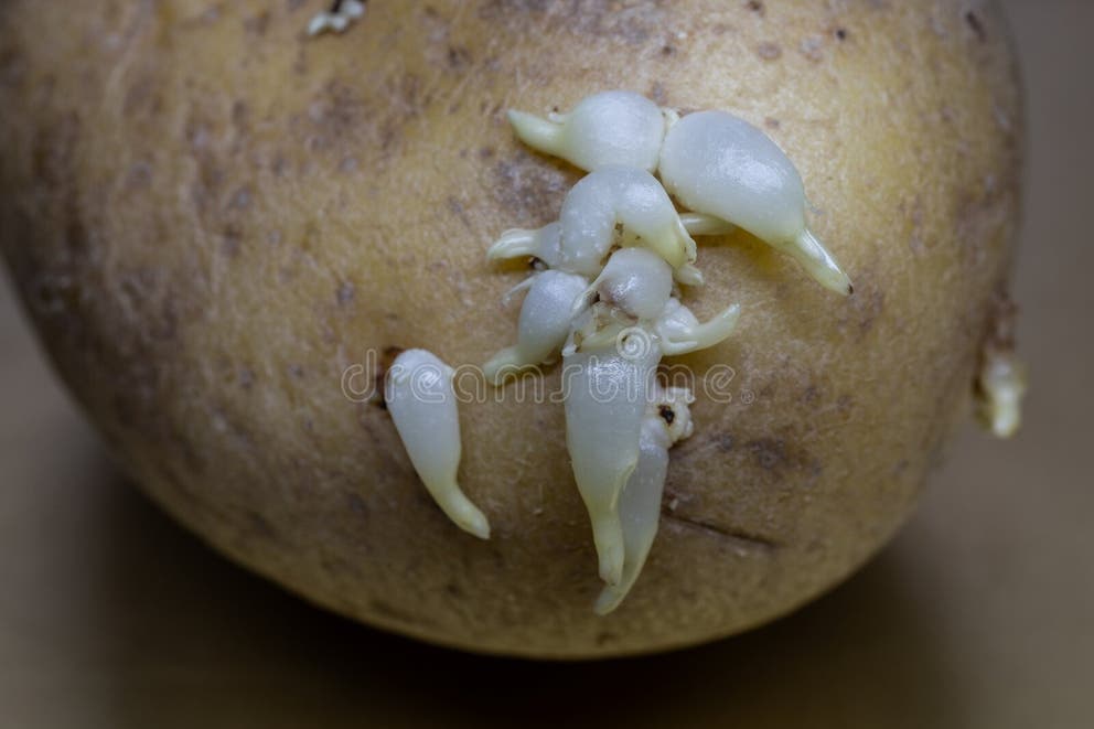 Raw Potatoes with Potato Germs Stock Photo - Image of starch, solanum ...