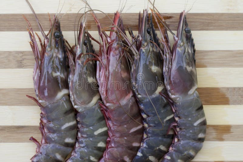 Raw of prawn stock photo. Image of seafood, background - 13068888