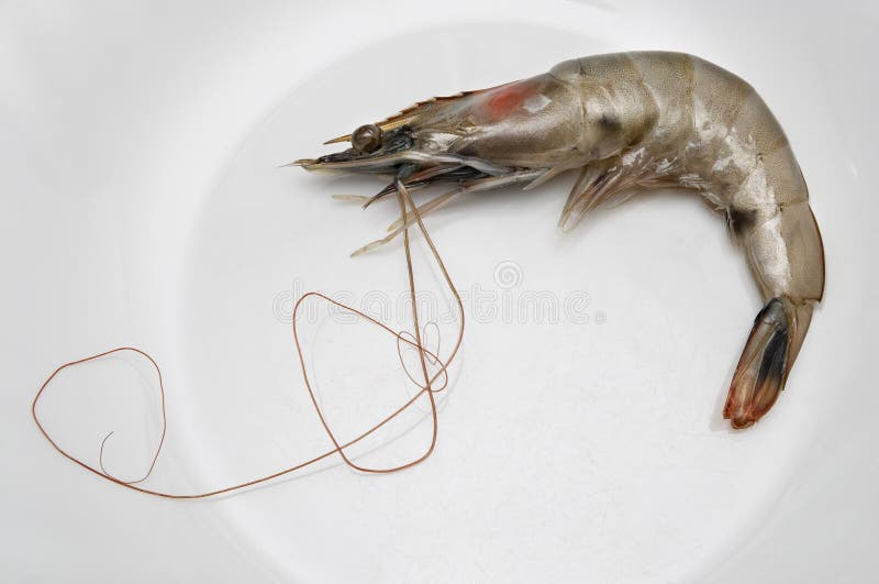 Raw prawn stock image. Image of closeup, gourmet, uncooked - 13379571