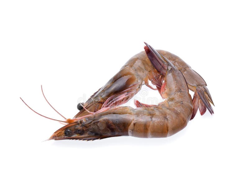 136 Prawns Alive Photos - Free & Royalty-Free Stock Photos from Dreamstime