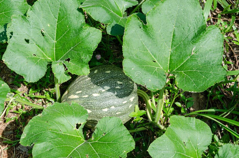 Raw Pumpkin with Vine and Leaves Stock Image - Image of gourd, green ...