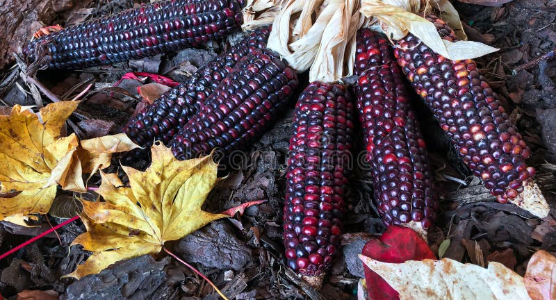 Raw Purple Corn on Autumn Background. Harvested Purple Corn Stock Photo ...