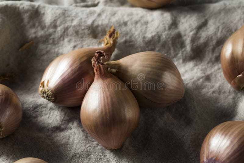 Raw Purple Organic Shallots Stock Photo - Image of diet, purple: 134402822