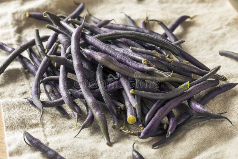 Raw Purple Organic String Beans Stock Image - Image of edible, fresh ...
