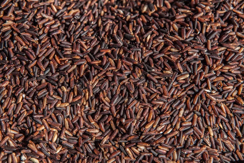 Raw purple Riceberry rice stock photo. Image of thailand - 65728738