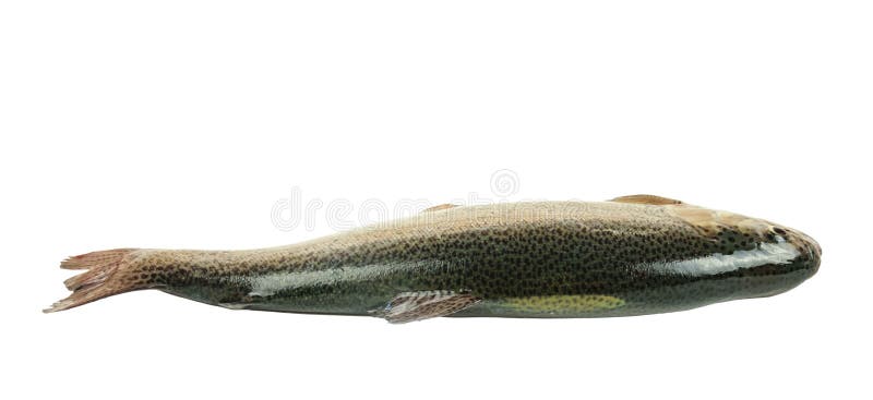 Raw Rainbow Trout Fish From Back Side Stock Photo - Image of fishing ...
