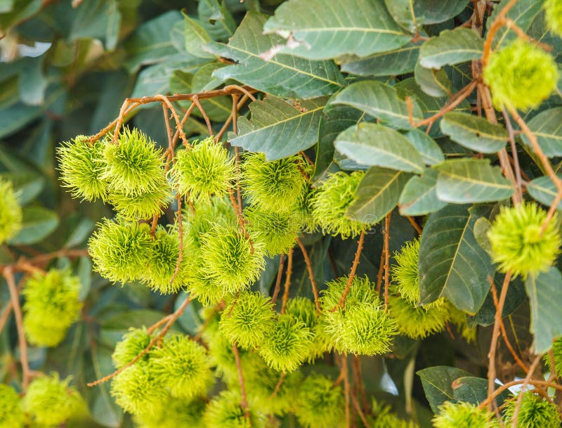Raw rambutan stock photo. Image of delicious, plant, exotic - 53335726