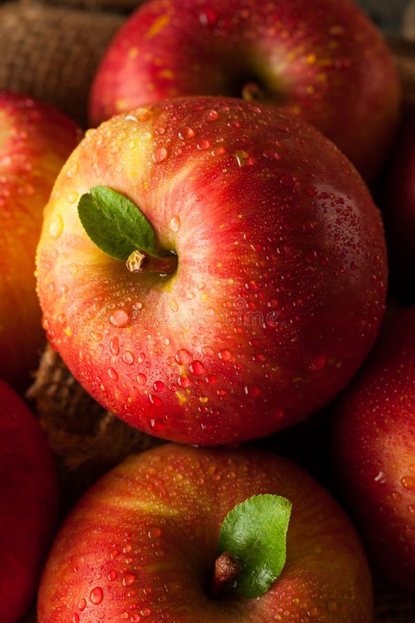 Raw Red Fuji Apples stock photo. Image of gala, food - 58582534
