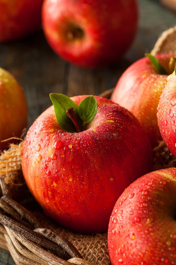 Raw Red Fuji Apples stock photo. Image of delicious, juicy - 58582660