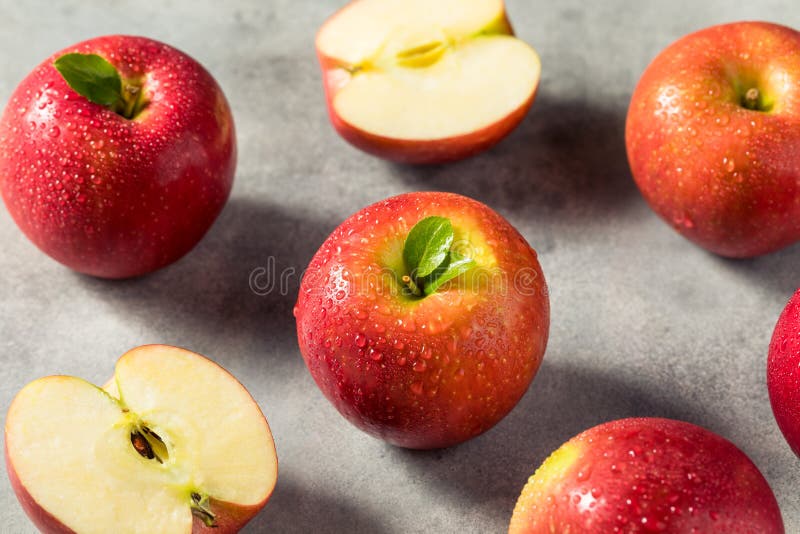 Raw Red Organic Cosmic Crisp Apples Stock Photo - Image of food, apple ...