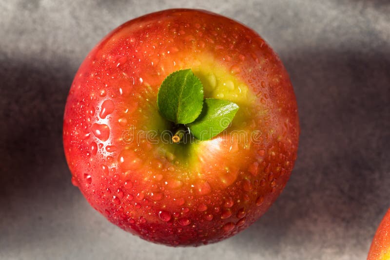 Raw Red Organic Cosmic Crisp Apples Stock Image - Image of nature ...