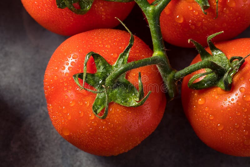 Raw Red Organic Vine Ripened Tomatoes Stock Image - Image of vine ...