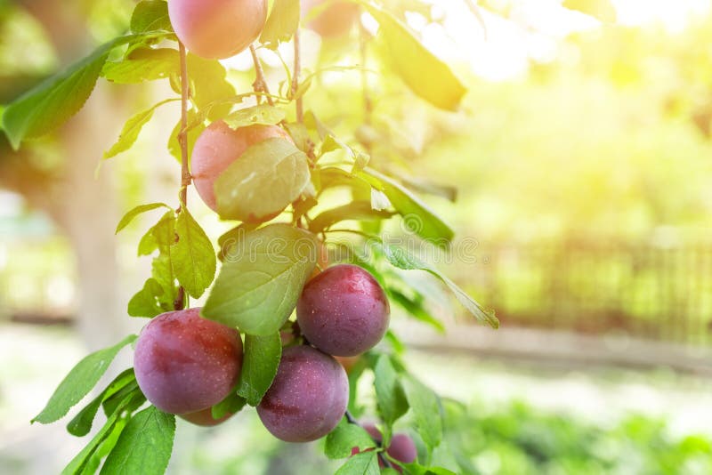 Raw Red Plum Mirabelle Fruit Growing on Tree Stock Photo - Image of ...