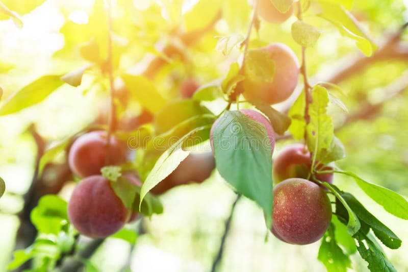 Raw Red Plum Mirabelle Fruit Growing on Tree Stock Photo - Image of ...