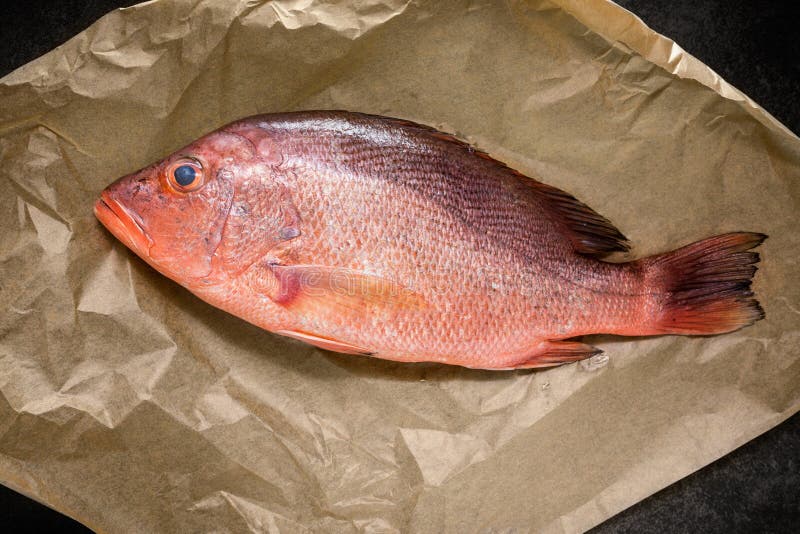 Raw Red Snapper Fish on Backing Paper, Ready for Coocking, Top V Stock ...