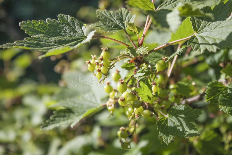 Redcurrant or Ribes Rubrum Berries Growing on Warm Sunny Day Stock ...