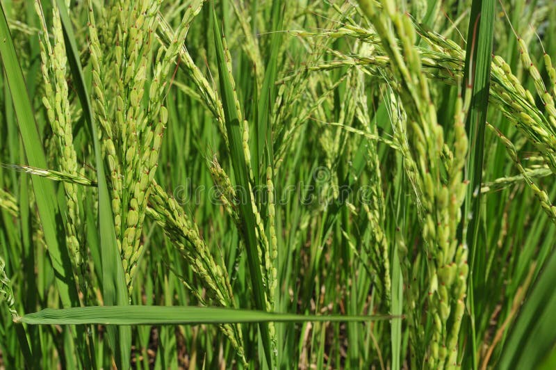 Raw Rice stock image. Image of grain, cultivation, leaves - 16212199