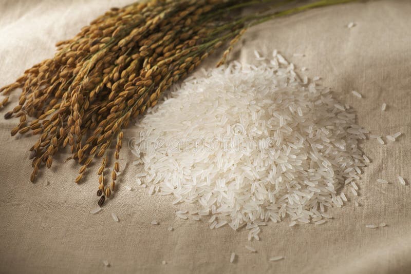 Raw rice stock photo. Image of macro, chinese, vegetarian - 37726748