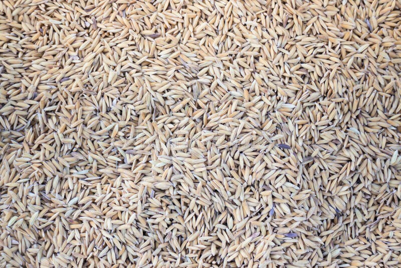 Raw rice dried on field stock image. Image of pile, organic - 84098729