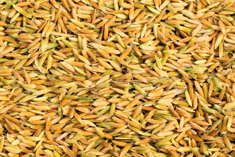 Raw Rice stock image. Image of full, harvest, grain, rice - 40388615