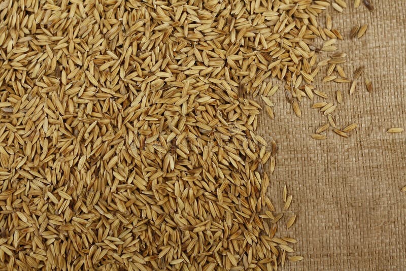 Rice with the Husk Still on, on a Blanket Drying in the Sun Stock Image ...