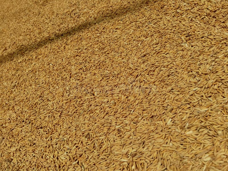 Raw Rice Oryza Sativa L in the Natural Background Stock Image - Image ...