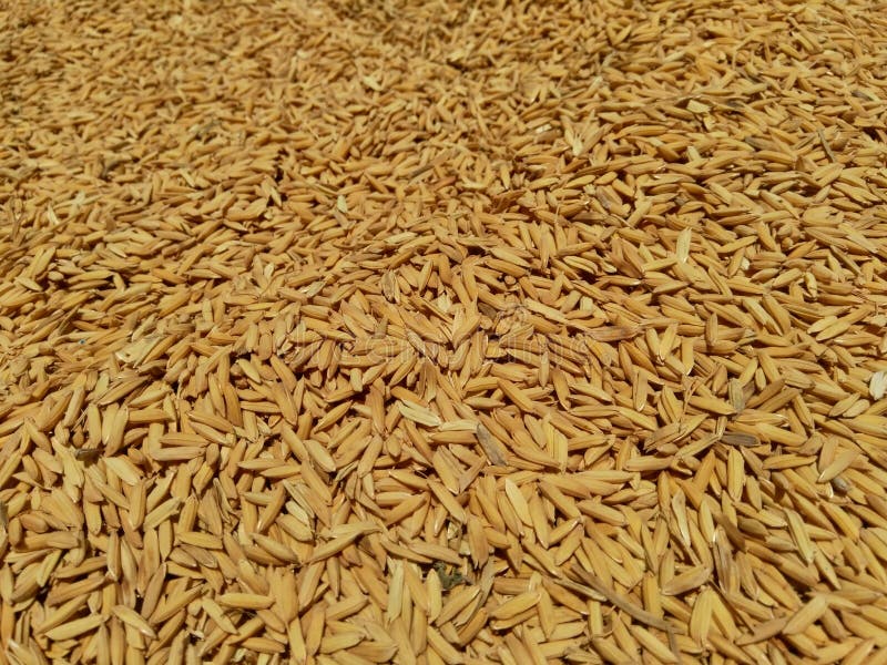 Raw Rice Oryza Sativa L in the Natural Background Stock Photo - Image ...