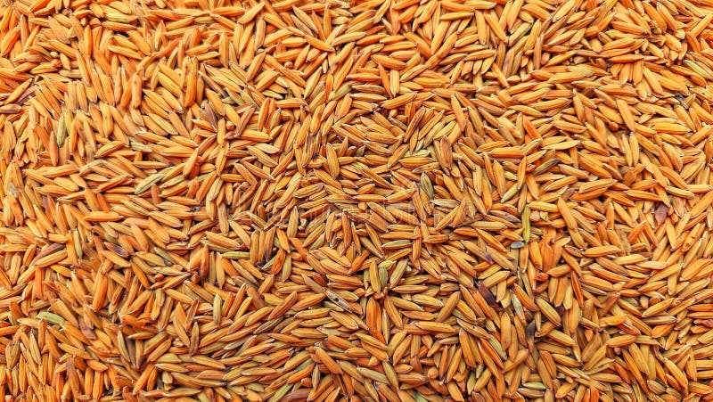 Raw Rice Paddy Background Texture Stock Photo - Image of healthy ...