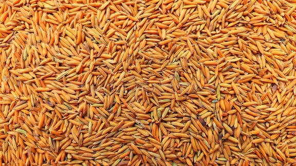 Raw Rice Paddy Background Texture Stock Photo - Image of healthy ...