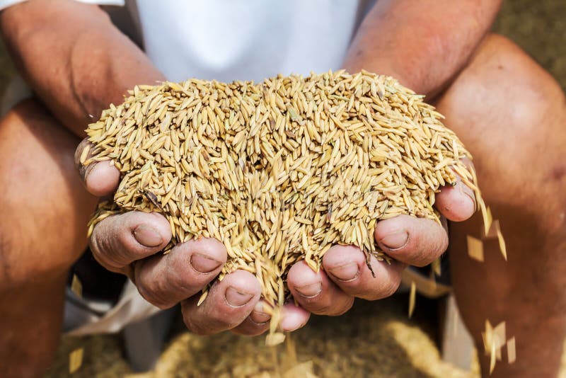 Raw Rice or Paddy in Farmer `s Hand with Growth Plant. Stock Photo ...