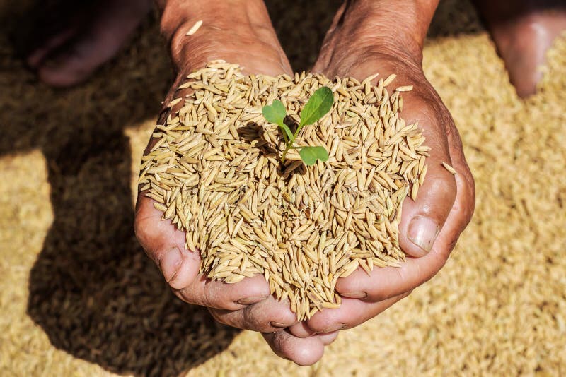 Raw Rice or Paddy in Farmer `s Hand with Growth Plant. Stock Photo ...