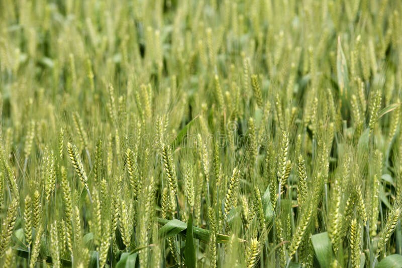 Raw rice stock image. Image of asian, fresh, paddy, farming - 74706079
